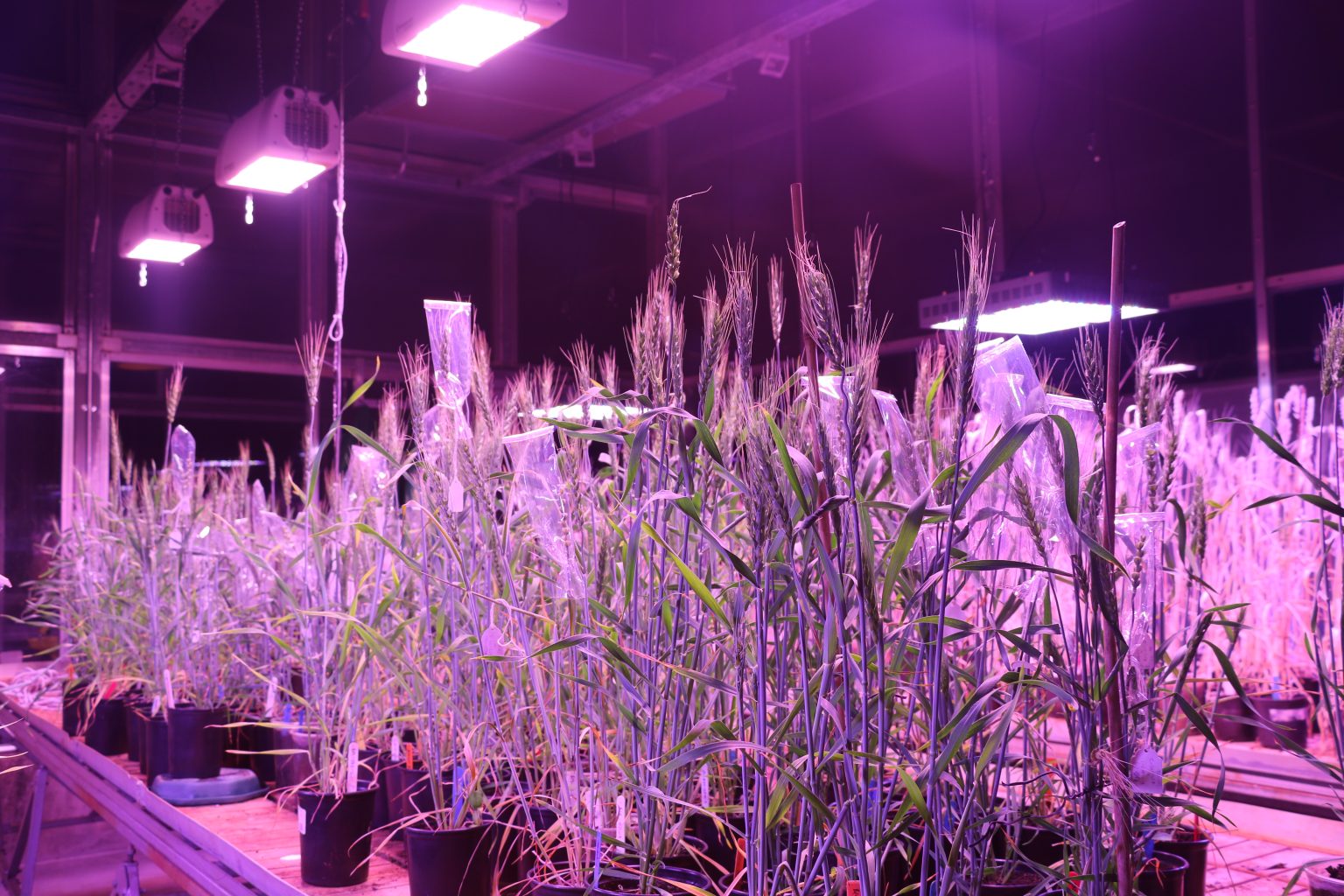 BecA – ILRI Hub Blog | Biosciences eastern and central Africa ...