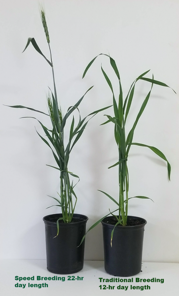 BecA – ILRI Hub Blog | Biosciences eastern and central Africa ...