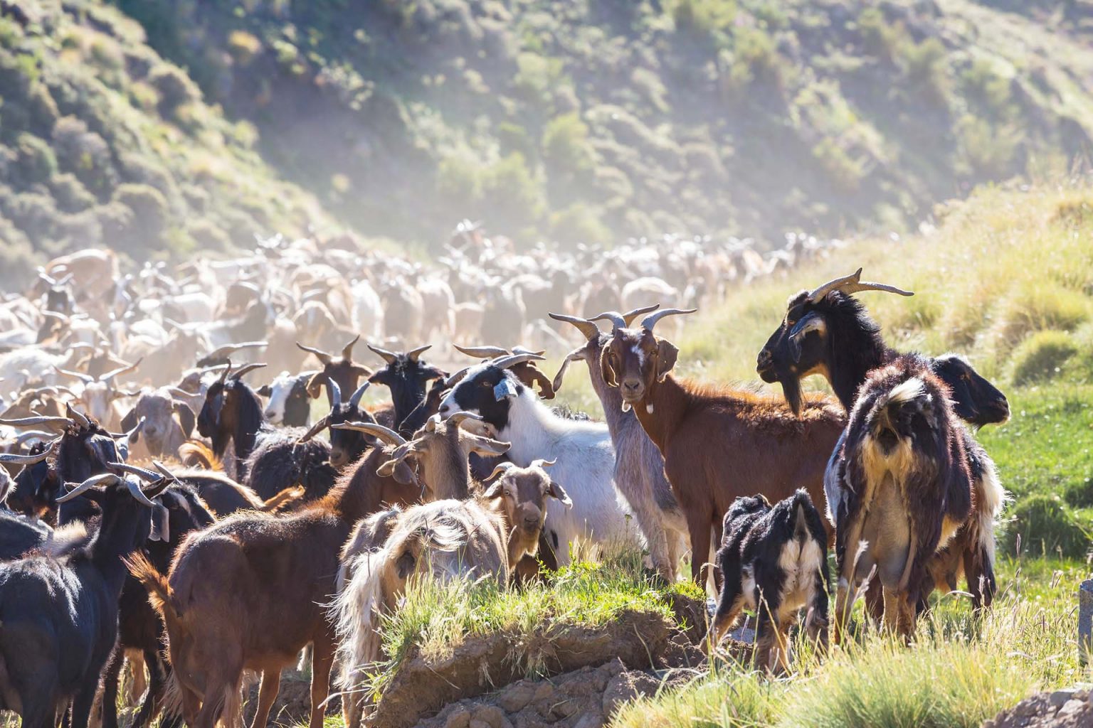 BecA – ILRI Hub Blog | Biosciences eastern and central Africa ...