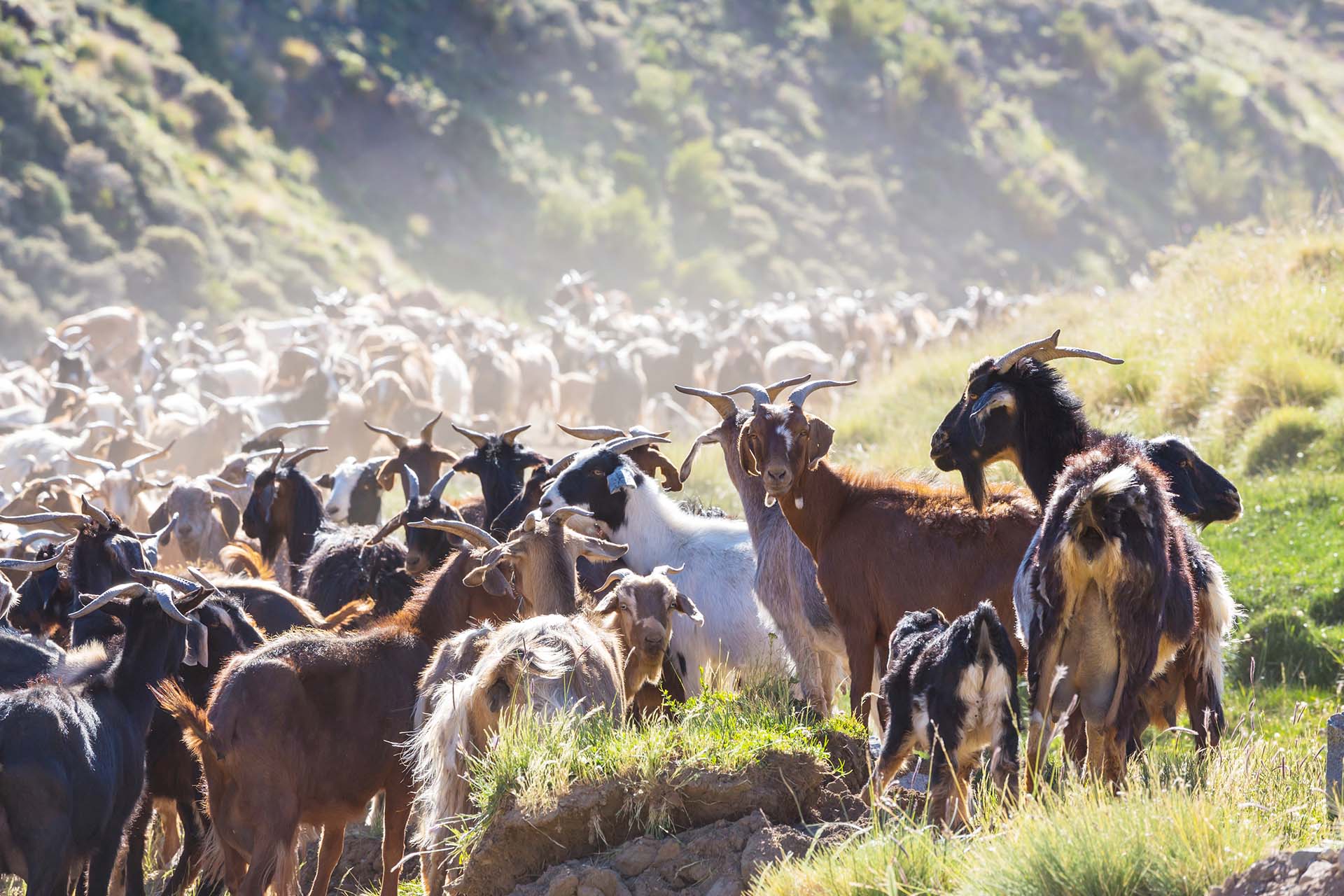 BecA – ILRI Hub Blog | Biosciences eastern and central Africa ...